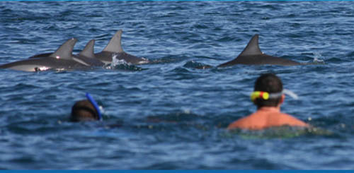 Swim With Dolphins - 2.5 Hours - Mauritius Attractions