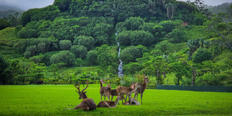 Tailor Made Day Package - Vallé Advenature Park - Mauritius Attractions