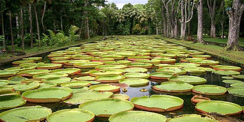 Mauritius National Botanical Garden - Mauritius Attractions