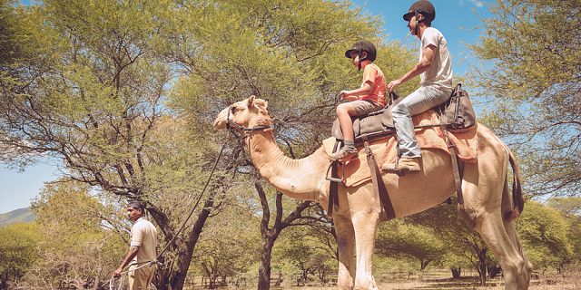 Camel Ride Activities at Casela Nature Parks - Mauritius Attractions
