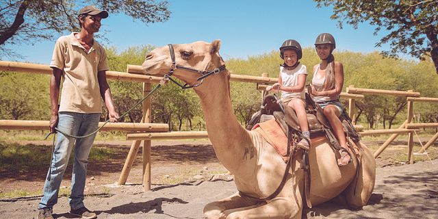 Camel Ride Activities at Casela Nature Parks - Mauritius Attractions
