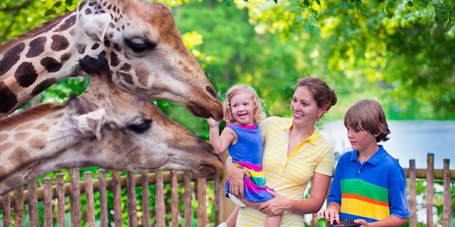 Camel Ride Activities at Casela Nature Parks - Mauritius Attractions