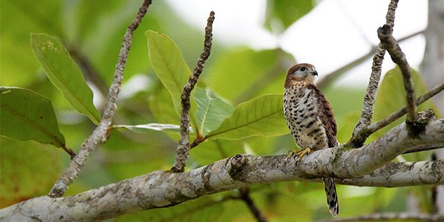 Guided Visit of Ferney Conservation Park - Mauritius Attractions