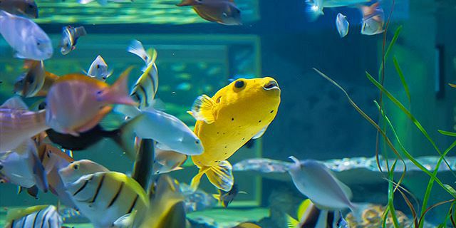 Odysseo - The Oceanarium of Mauritius - Mauritius Attractions
