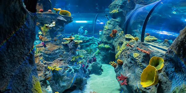 Odysseo - The Oceanarium of Mauritius - Mauritius Attractions