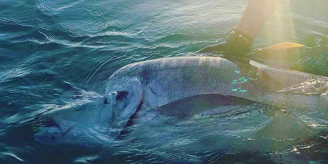 Private Fishing Excursion in Le Morne - Popping & Jigging - Mauritius ...
