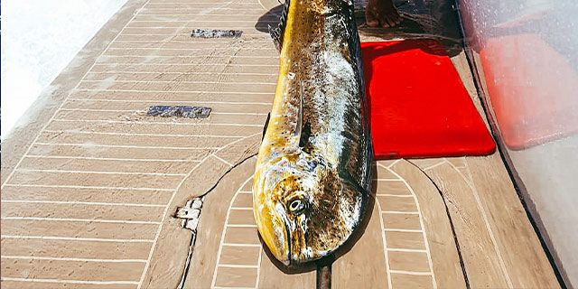 Private Fishing Excursion in Le Morne - Popping & Jigging - Mauritius ...