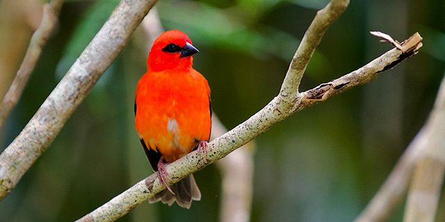 Visit to a Nature Reserve in Rodrigues & Lunch on the Beach - Mauritius ...