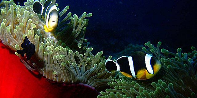 Night Dive on The West Coast of Mauritius - Mauritius Attractions