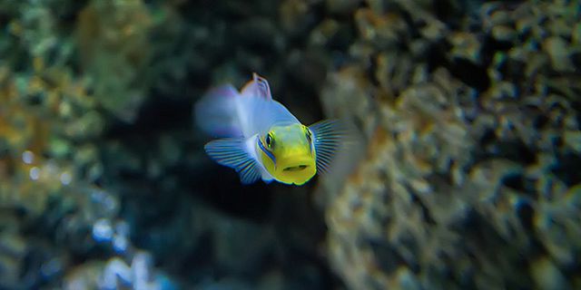 Sleep With The Sharks - An Immersive Experience - Mauritius Attractions