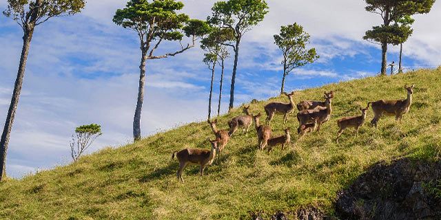 4x4 Safari Tours at La Vallée de Ferney - Nature Expedition - Mauritius ...