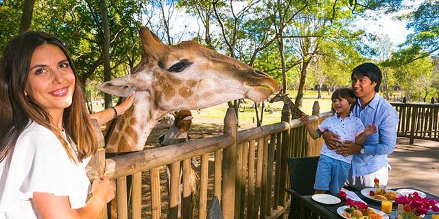 Breakfast with Giraffes at Casela Nature Parks - Mauritius Attractions