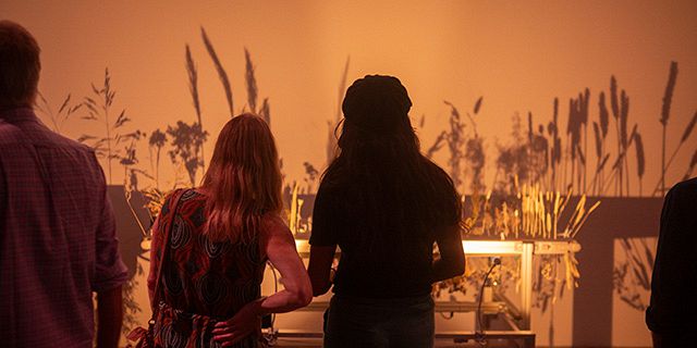 House of Digital Art - An Immersive Experience in Mauritius - Mauritius ...