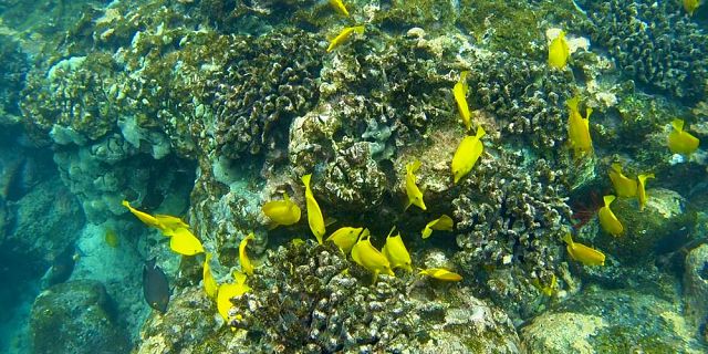Glass Bottom Boat To Blue Bay Marine Park - Mauritius Attractions