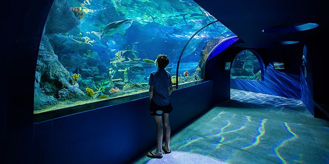 Port Louis Discovery Tour - Mauritius Attractions