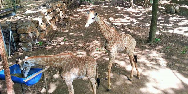 Full Day Safari Adventures Package at Casela Nature Parks - Mauritius ...