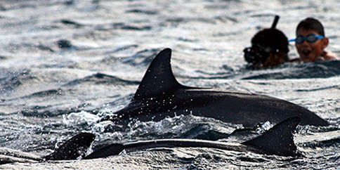 Dolphins - Chamarel - Safari Bird Park - 1 Day Package - Mauritius ...