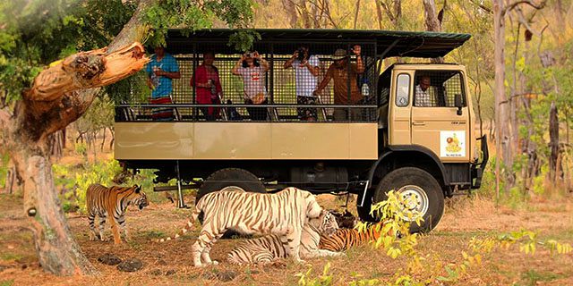 Ziplining, Walking with Lions & Visit to Casela Nature Parks ...