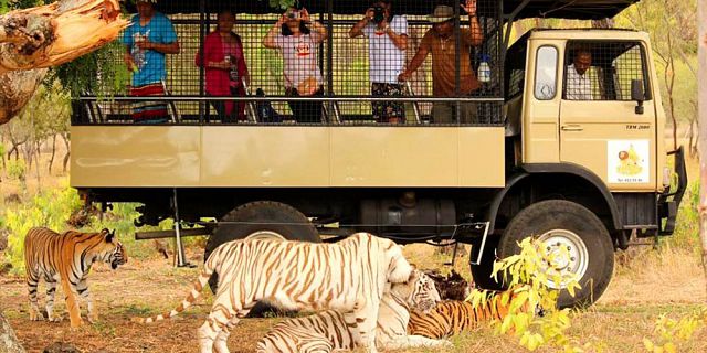 Big Cats Drive Thru in Mauritius (Casela Parks) - Mauritius Attractions