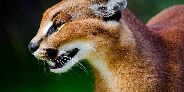 Big Cats Interactions at Casela Nature Parks - Mauritius Attractions