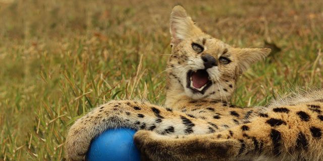 Big Cats Interactions at Casela Nature Parks - Mauritius Attractions