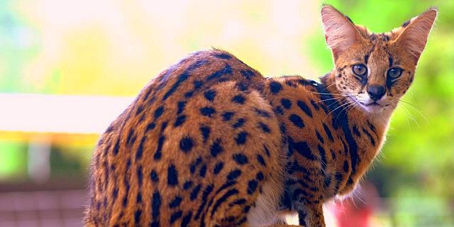 Big Cats Interactions at Casela Nature Parks - Mauritius Attractions