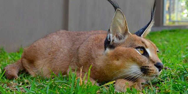 Big Cats Interactions at Casela Nature Parks - Mauritius Attractions